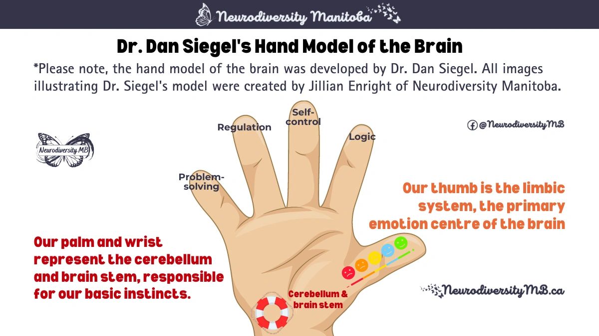 Dr. Dan Siegel's Hand Model of the Brain